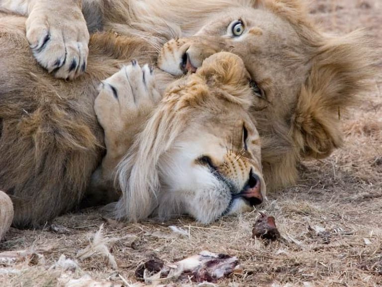 動物図鑑｜ライオン - Kids-Zoo（キッズー）